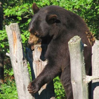 Large Mammals: Wildlife: Maine Wildlife Park: Maine Dept of Inland ...