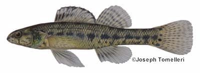 Forage Fish: Species Information: Fisheries: Fish & Wildlife: Maine ...